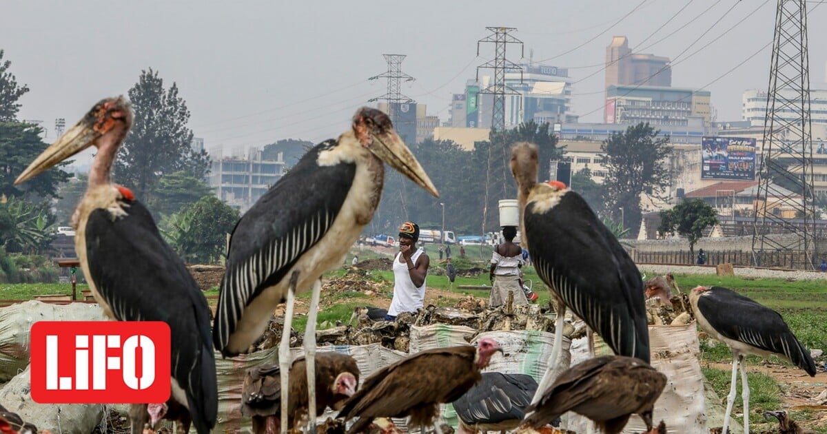 Πώς 500.000 θάνατοι μέσα σε 5 χρόνια συνδέονται με τη μείωση των γυπών στην Ινδία | LiFO