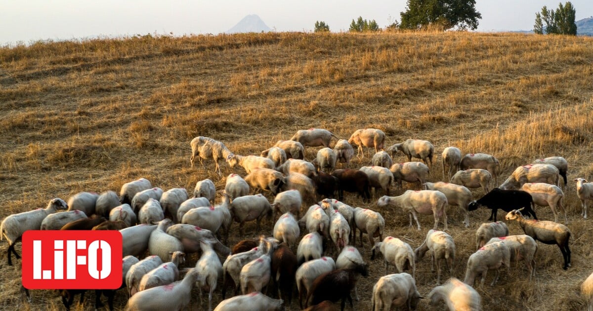 Πανώλη στα αιγοπρόβατα: «Μέχρι στιγμής έχουν θανατωθεί 7.000 ζώα» λέει ο περιφερειάρχης ...