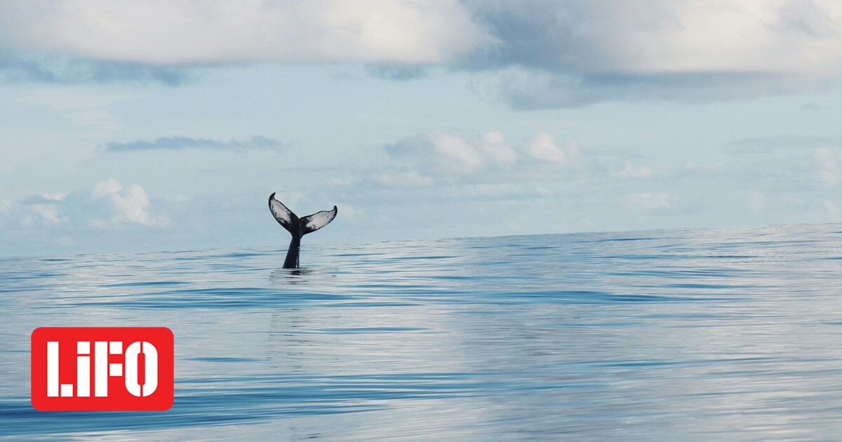 Αυστραλία: Άνδρας χάνει τις αισθήσεις του από χτύπημα ουράς φάλαινας ...