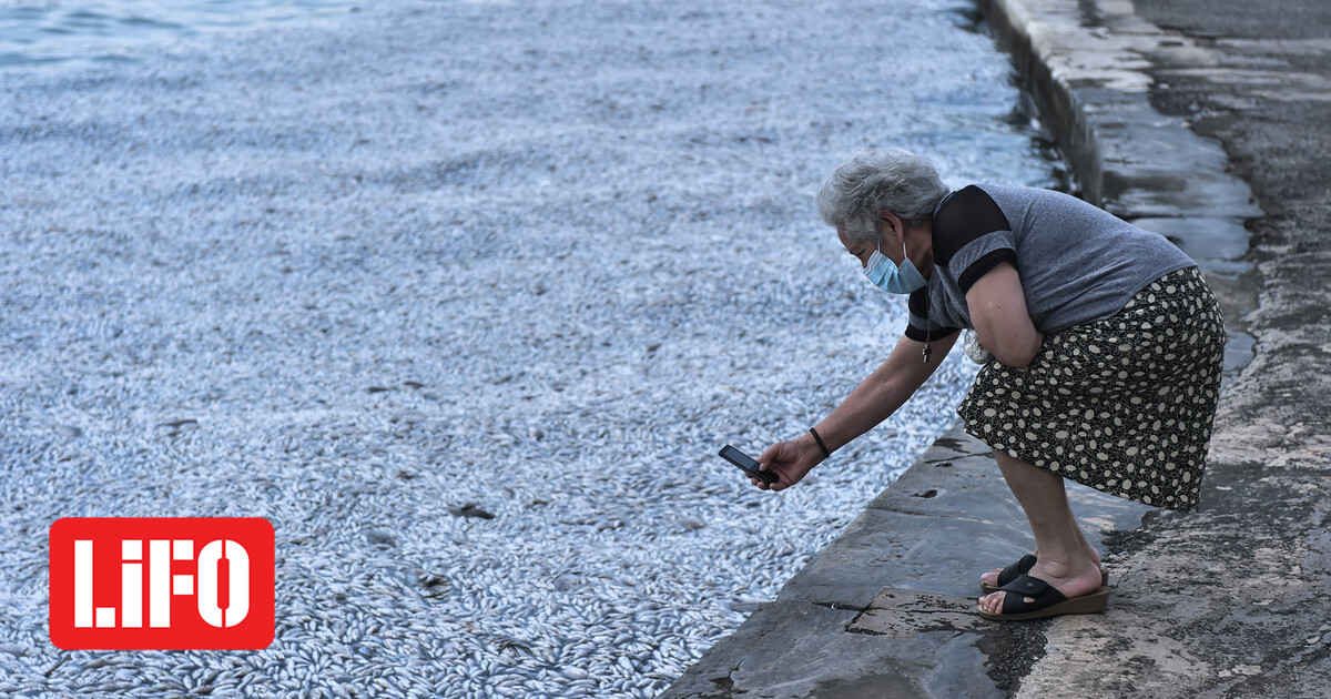 Παγκόσμια ανησυχία για τα νεκρά ψάρια στον Βόλο - Τι γράφουν τα διεθνή ...