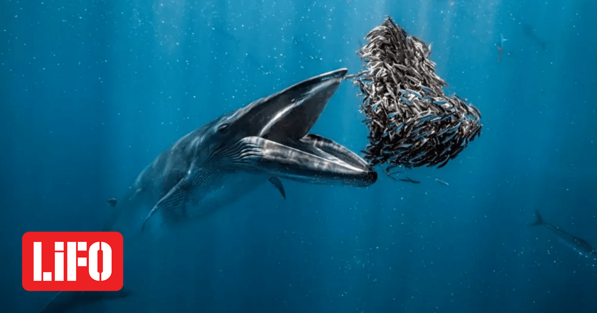 Ocean Photographer of the Year 2024: Η φωτογραφία με τη φάλαινα που ...