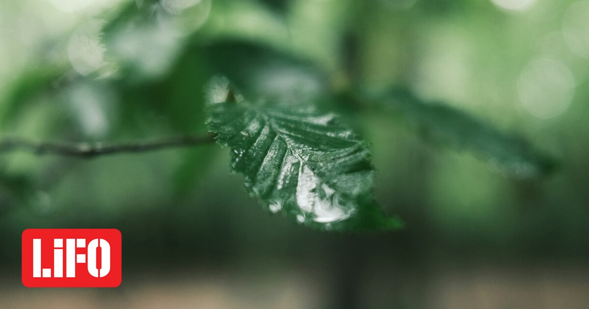 Ένας σπόρος 1.000 ετών «αναβίωσε» βιβλικό δέντρο που είχε εξαφανιστεί | LiFO