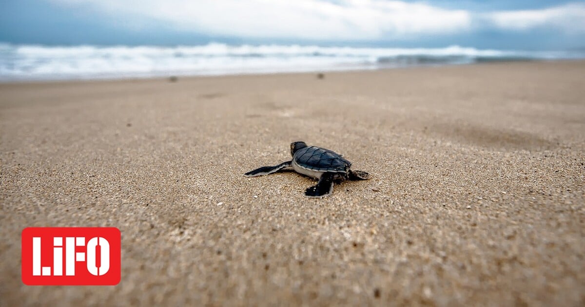Καρέτα-καρέτα: Περισσότερες από ποτέ οι φωλιές και οι γεννήσεις φέτος ...