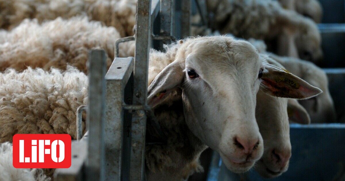 Ευλογιά προβάτων: Σε απόγνωση οι κτηνοτρόφοι - «Σφαγιάστηκαν 60.000 ζώα» | LiFO