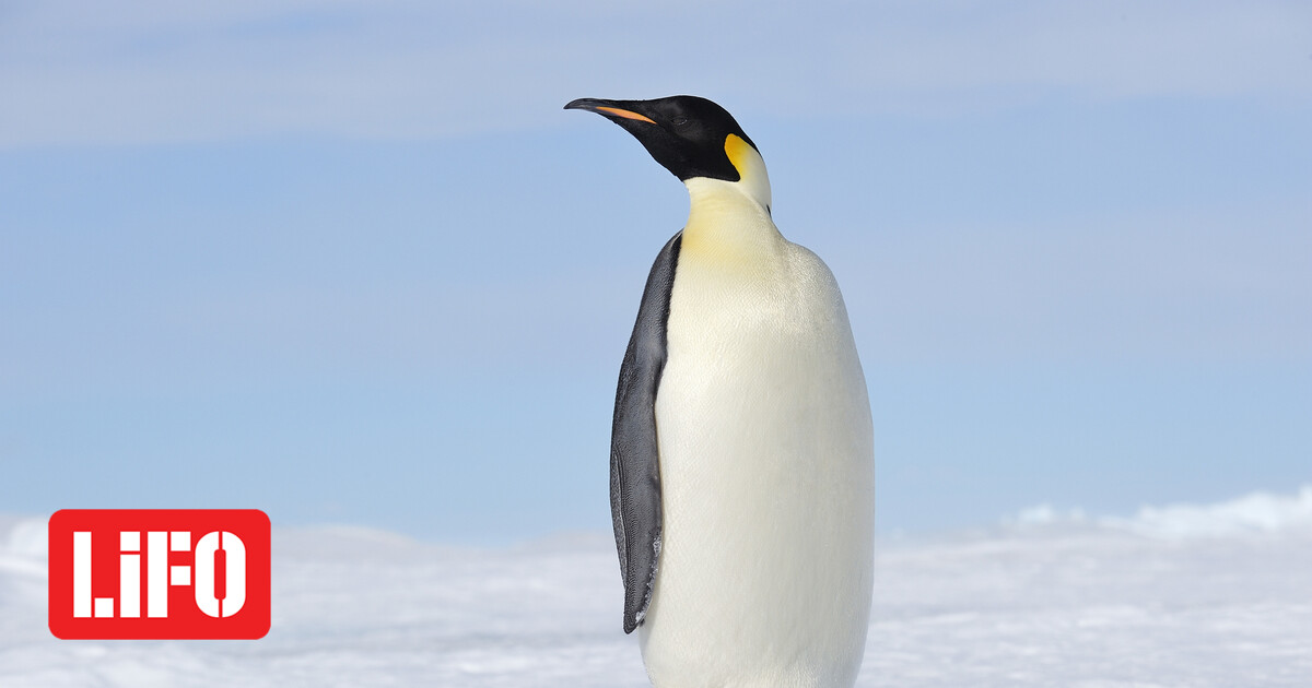 Αυτοκρατορικός πιγκουίνος ταξίδεψε 3.500 χιλιόμετρα από την Ανταρκτική στην Αυστραλία | LiFO