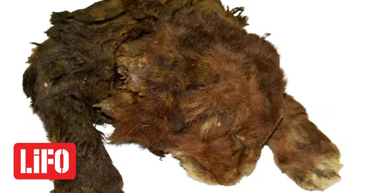 Ανακάλυψαν «γατάκι» 35.000 ετών, παγωμένο στη Σιβηρία | LiFO