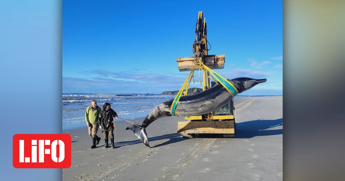 Τα «μυστικά» της πιο σπάνιας φάλαινας στον κόσμο αναζητούν οι ...