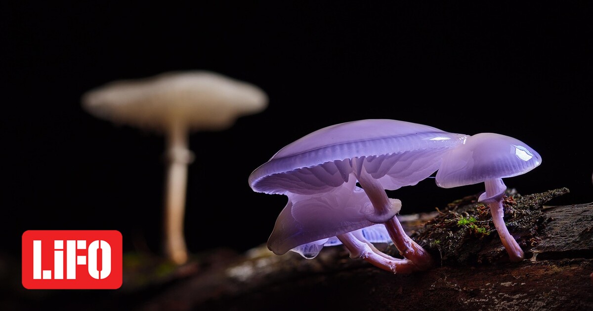 Πεζοπόροι βγήκαν για μανιτάρια και δήλωσαν κατά λάθος τον θάνατο ...