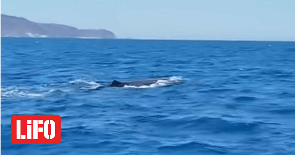 Κυκλάδες: Φάλαινα φυσητήρας κολυμπά ανάμεσα σε Σίφνο και Κίμωλο | LiFO