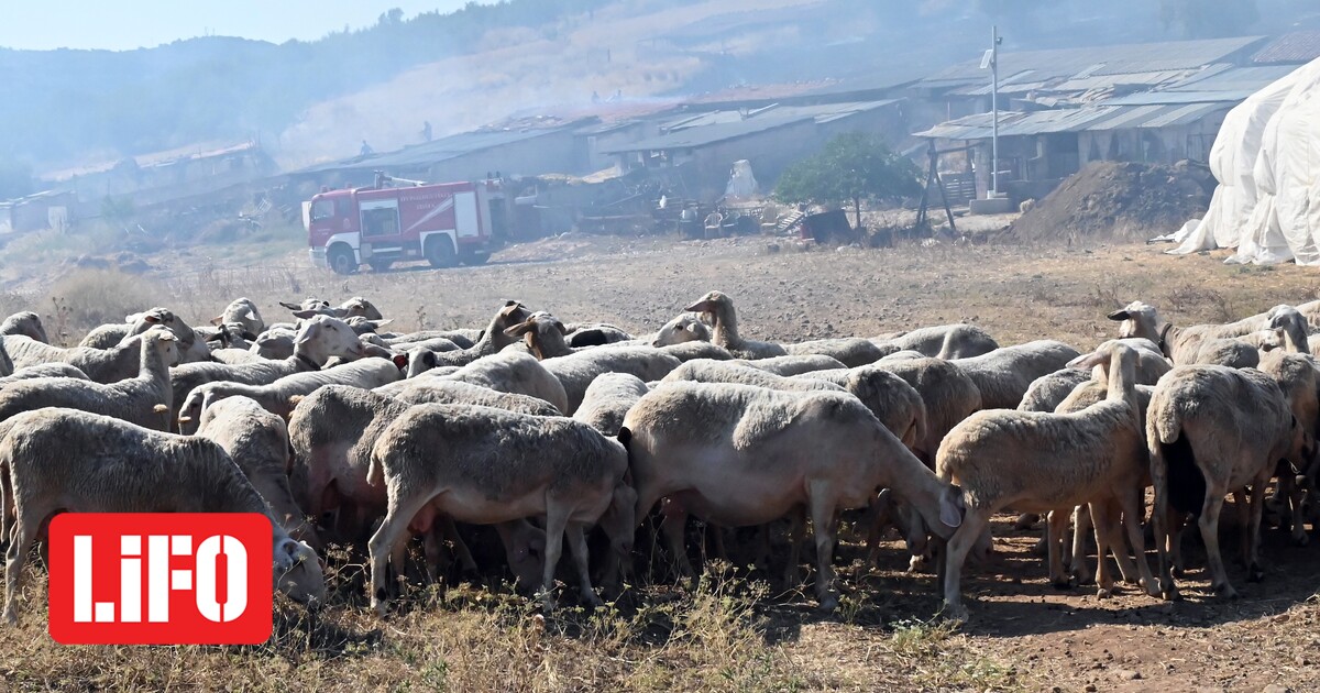 Νέοι αποκαλυπτικοί διάλογοι για τον ΟΠΕΚΕΠΕ: Αναφορές σε υπουργούς ...