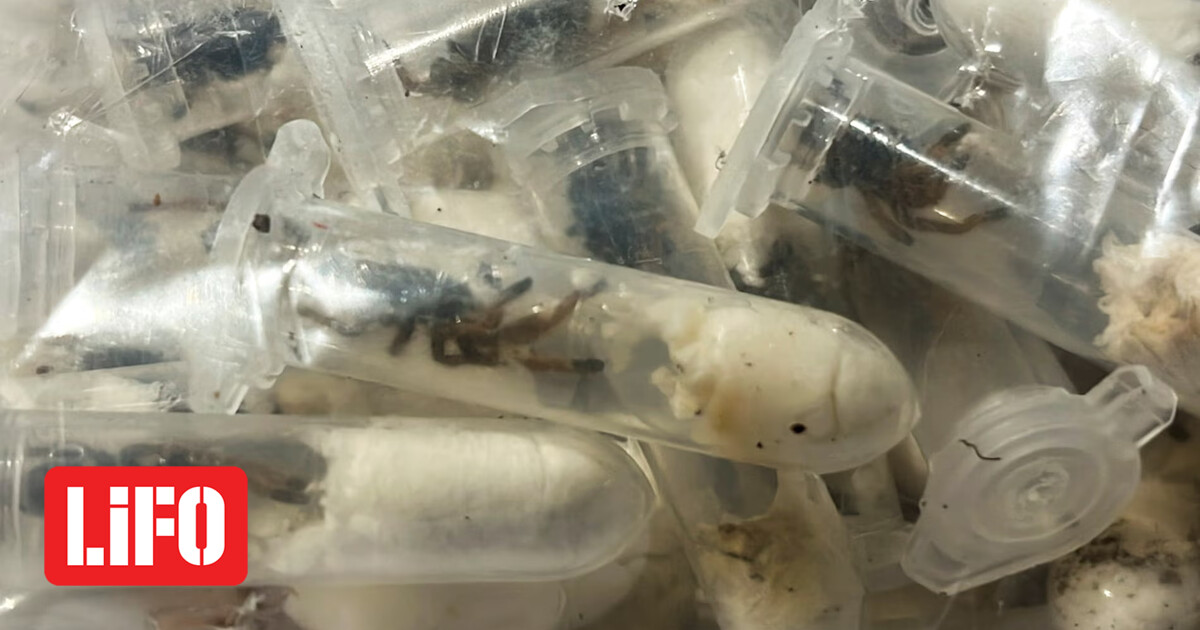 Γερμανία: 1.500 ταραντούλες εντοπίστηκαν σε ύποπτο δέμα στο αεροδρόμιο της Κολωνίας | LiFO