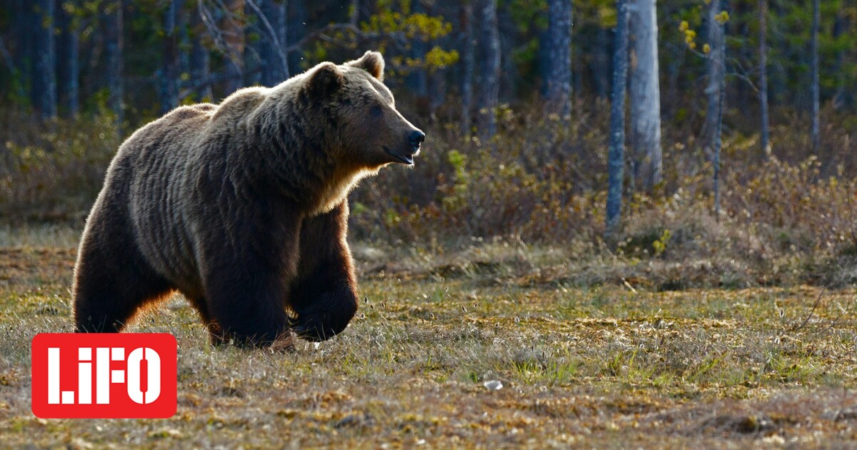 Νεκρή αρκούδα από πυροβολισμό στην Καστοριά | LiFO