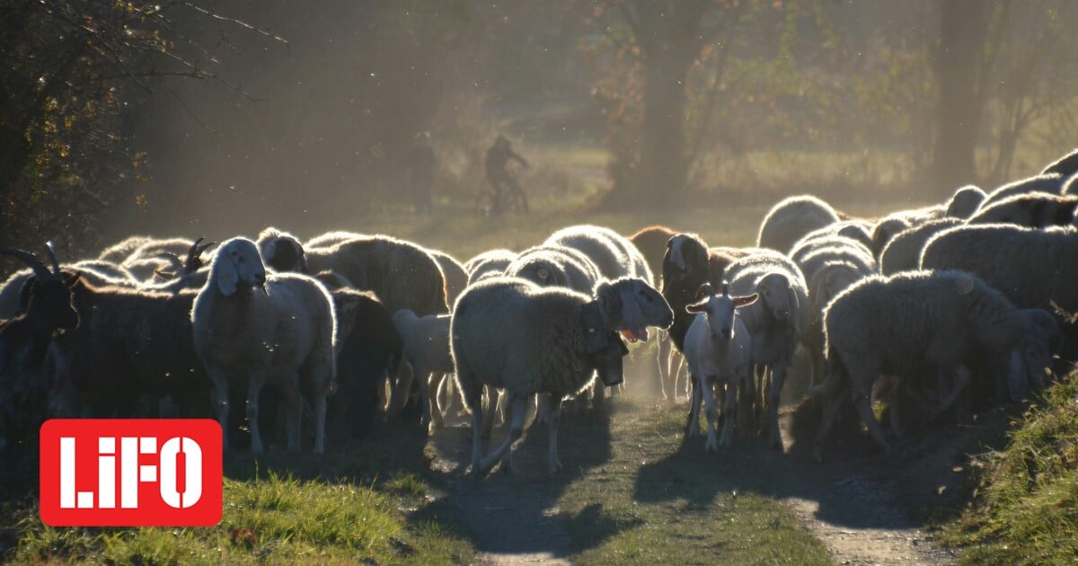Ευλογιά αιγοπροβάτων: Στις 300.000 τα νεκρά ζώα - Πάνω από 350 εκατ. ευρώ οι απώλειες | LiFO