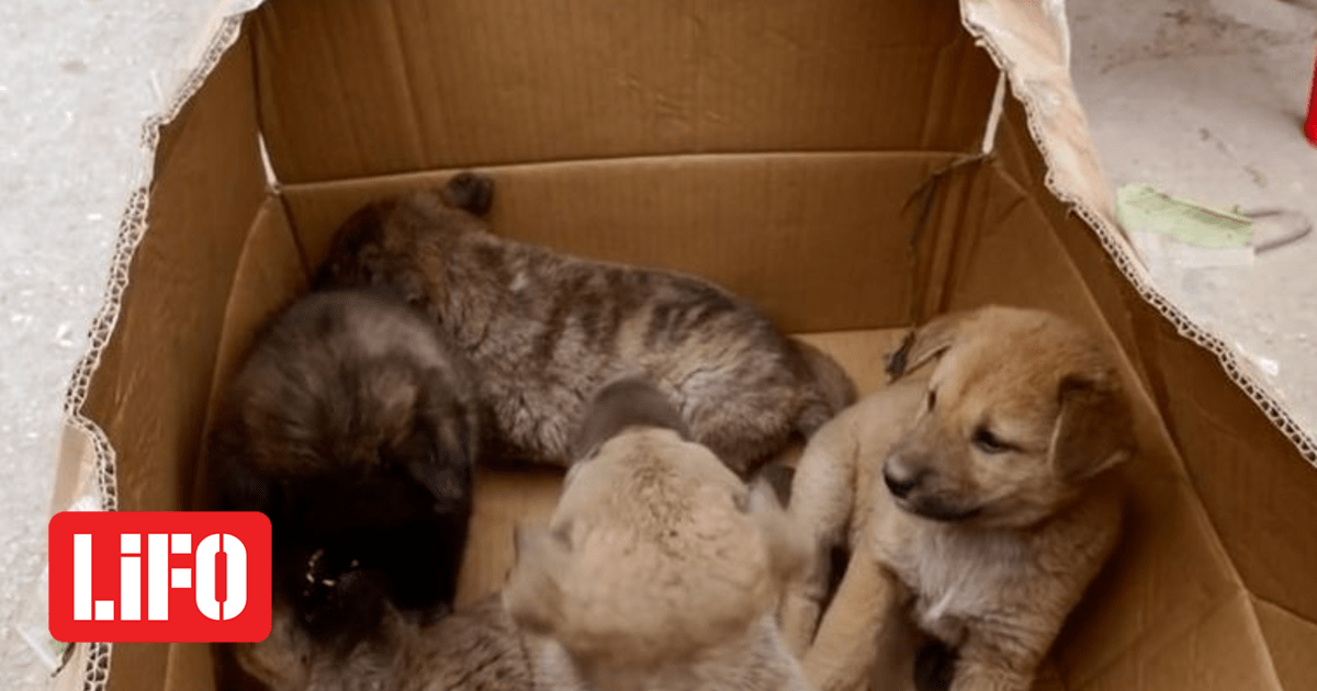 Το ΣτΕ επικύρωσε φυλάκιση 5 μηνών και πρόστιμο €270.000 σε συνταξιούχο που σκότωσε 8 κουτάβια | LiFO