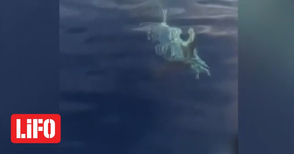 Κάρπαθος: Ψαράδες είδαν λευκό καρχαρία και ανέβασαν βίντεο στο TikTok | LiFO