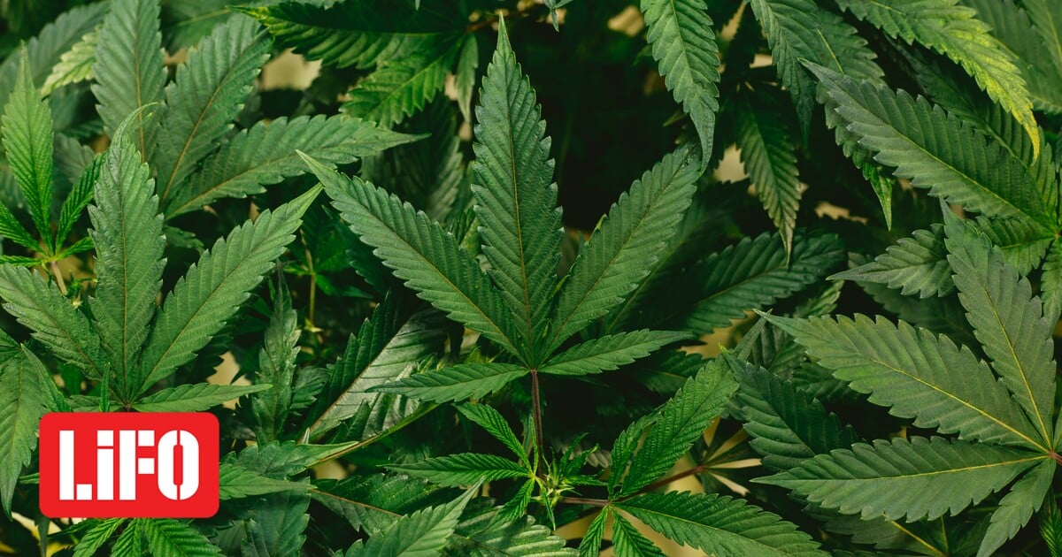 Ο Τραμπ υπογράφει διάταγμα που ενδέχεται να ταξινομήσει την κάνναβη ως ...