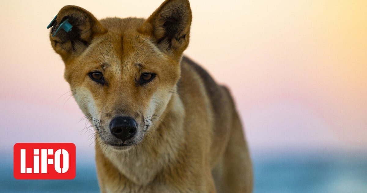 Αυστραλία: «Σφαγή» καταγγέλλουν οι αυτόχθονες για τη θανάτωση αγέλης ...