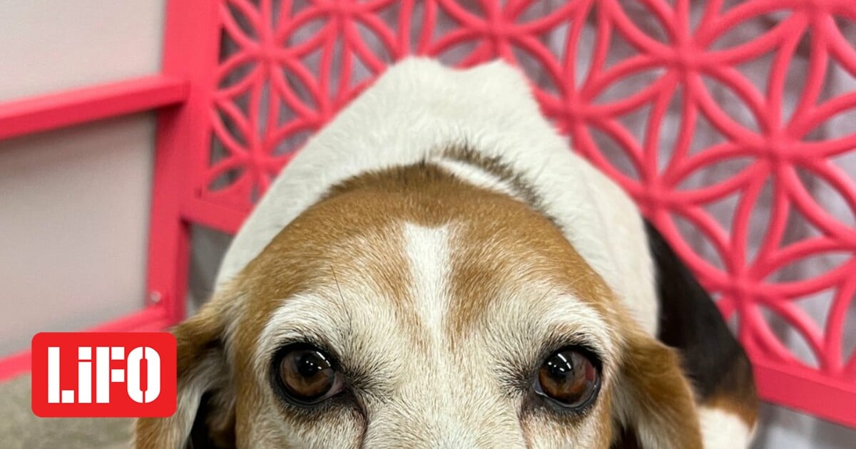 ΗΠΑ: 1.500 σκυλιά beagle διασώθηκαν από εργαστήριο πειραμάτων | LiFO