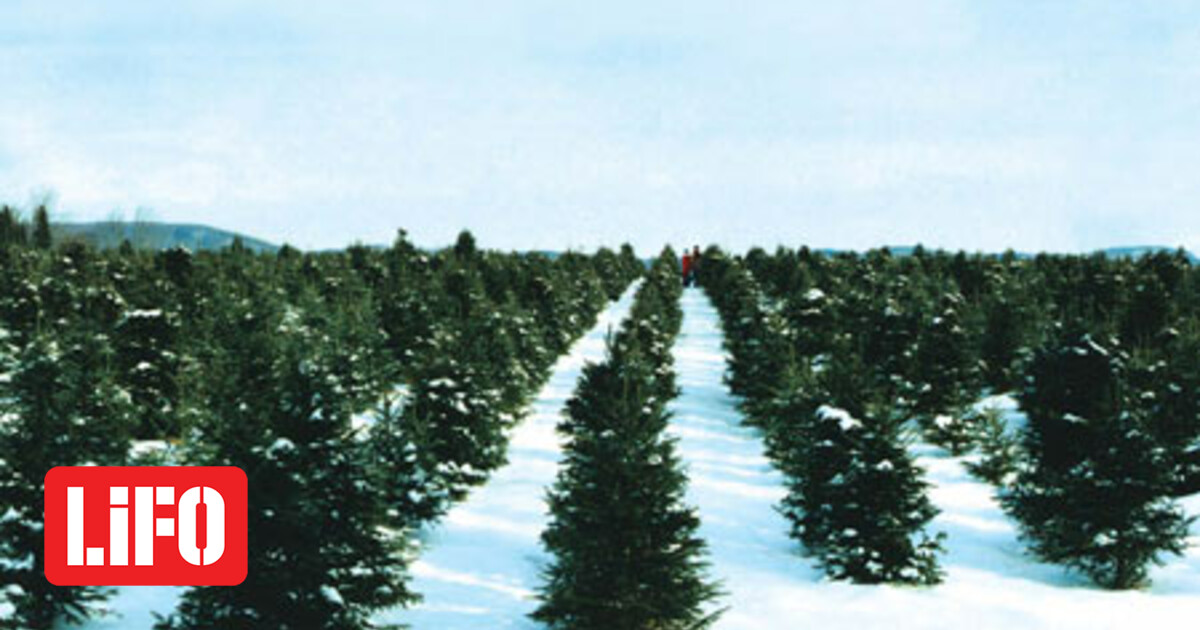 Το tree or not to tree? | LiFO