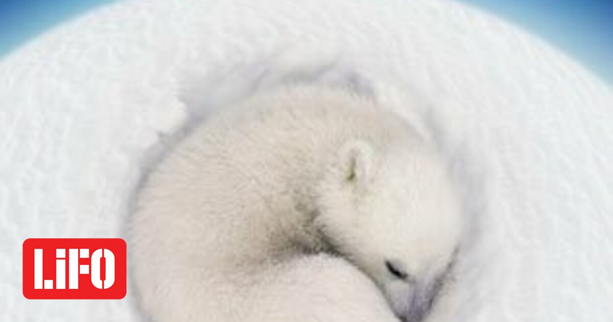 ΠΛΑΝΗΤΗΣ ΓΗ (EARTH) | Σινεμά | LiFO