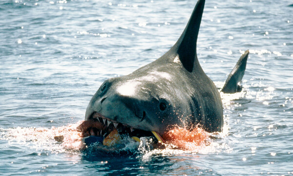 Τα Σαγόνια του Καρχαρία (Jaws ) | Σινεμά | LiFO