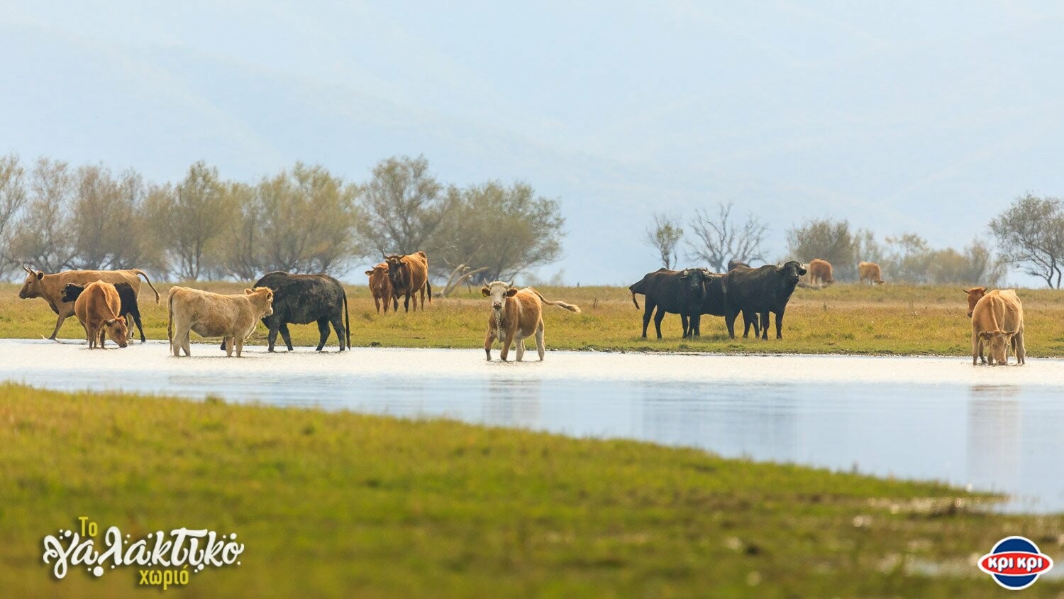 Η Κρι Κρι παρουσιάζει το Γαλακτικό Χωριό | LiFO