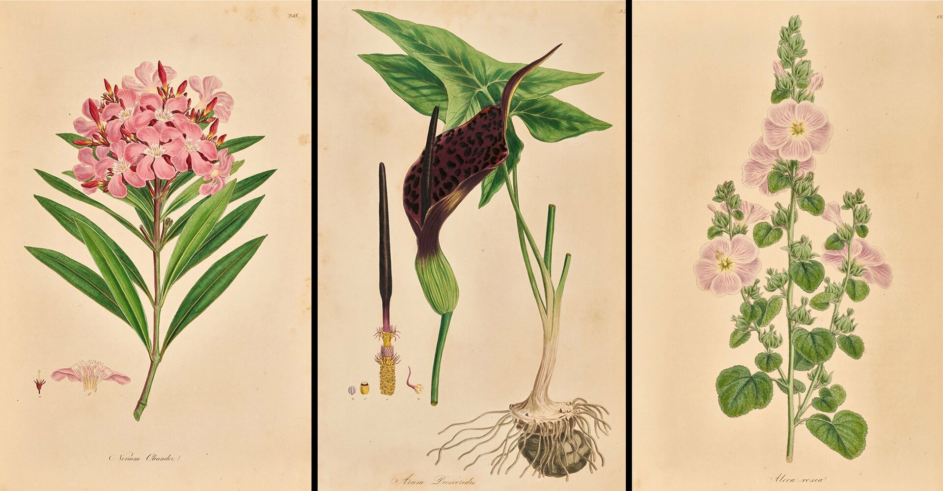 Flora Graeca: Το μεγαλείο της ελληνικής χλωρίδας, σε ένα σπάνιο βιβλίο ...