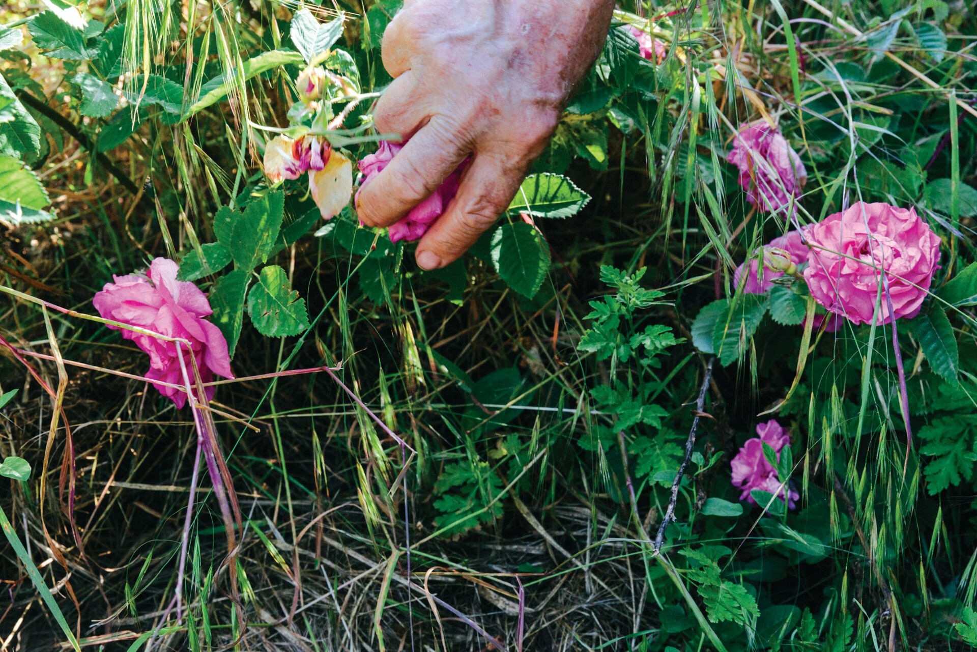 Φτιάχνοντας γλυκό τριαντάφυλλο σε ένα μοναστήρι στη λίμνη Δόξα | LiFO