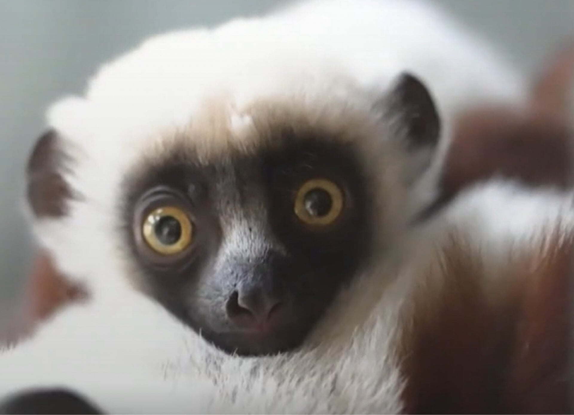 Πρώτη εμφάνιση για σπάνιο μωρό λεμούριο | LiFO